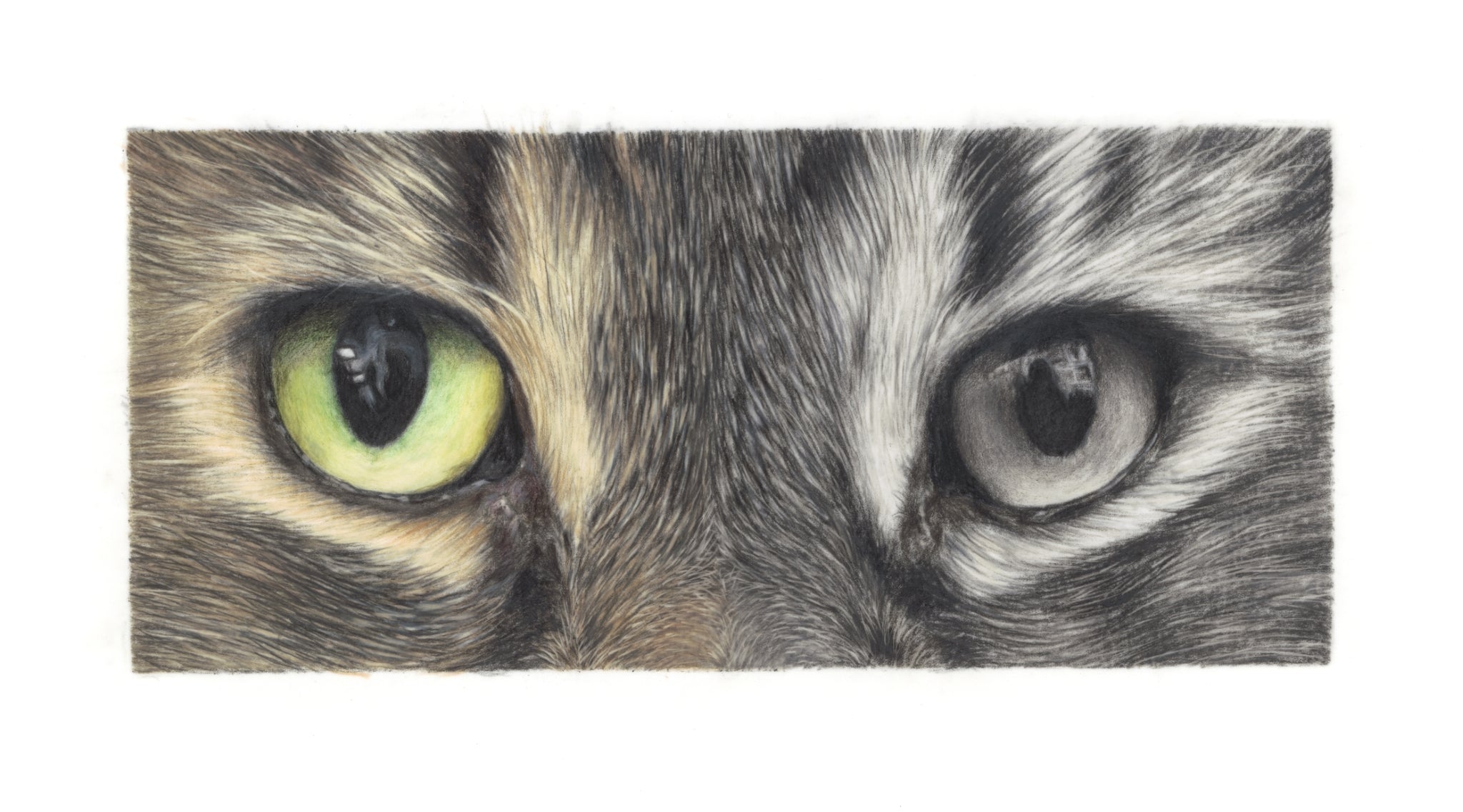 Cats Eyes – Abby Winter Fine Art