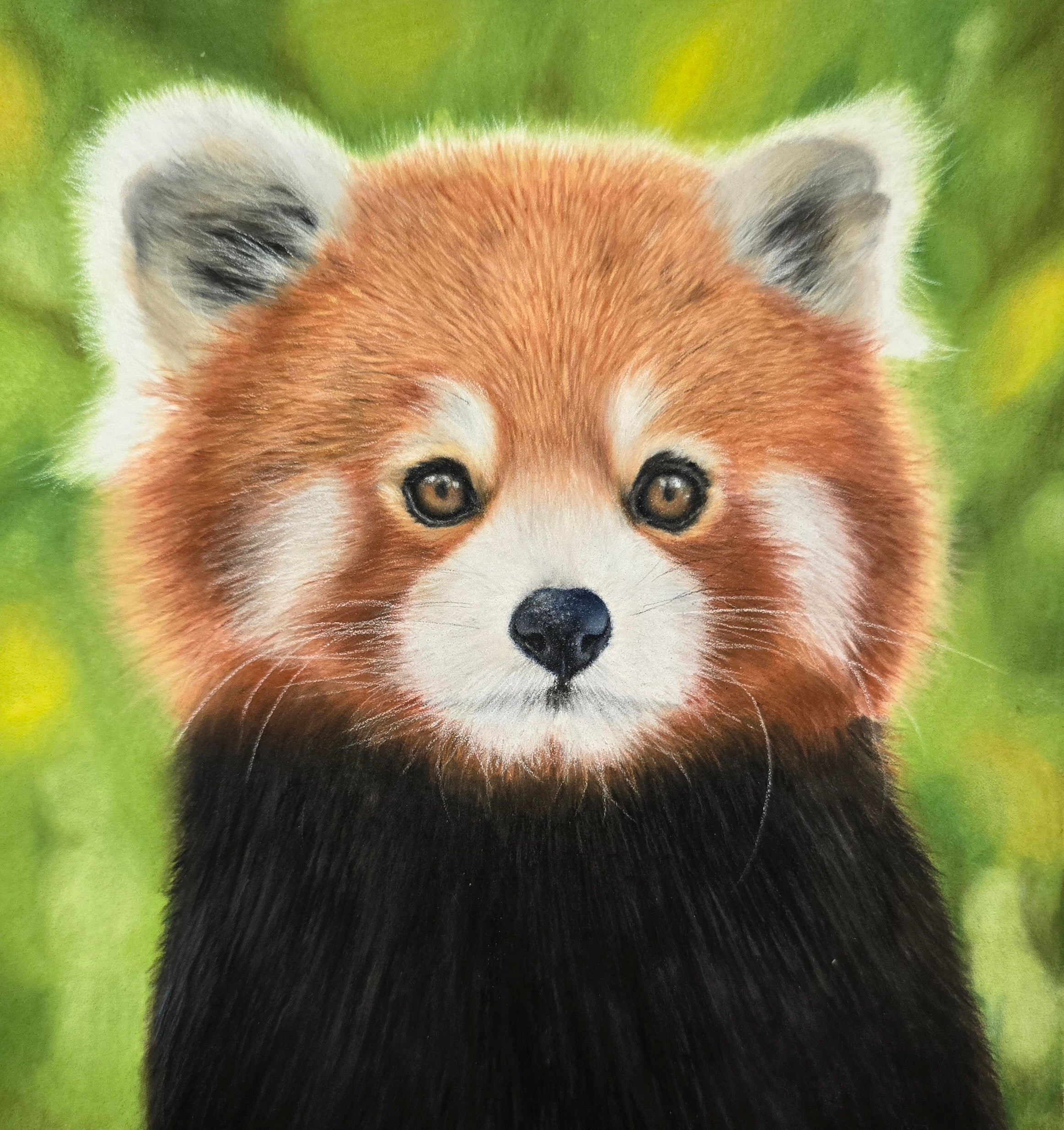 Red Panda – Abby Winter Fine Art